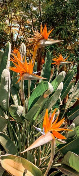 Plantentuin Meise - Fleurige daguitstap naar een unieke botanische tuin