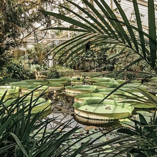 Plantentuin Meise - Fleurige daguitstap naar een unieke botanische tuin