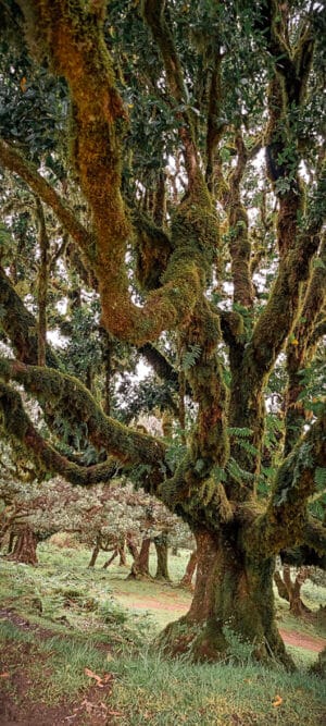 Madeira: 7 bezienswaardigheden voor een prachtvakantie