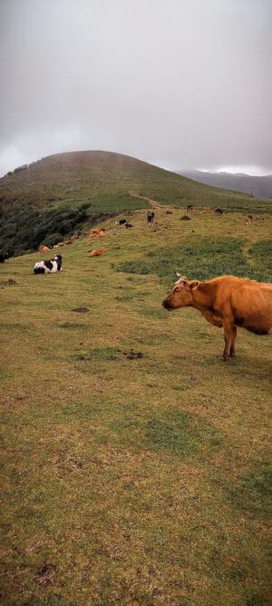 Madeira: 7 bezienswaardigheden voor een prachtvakantie